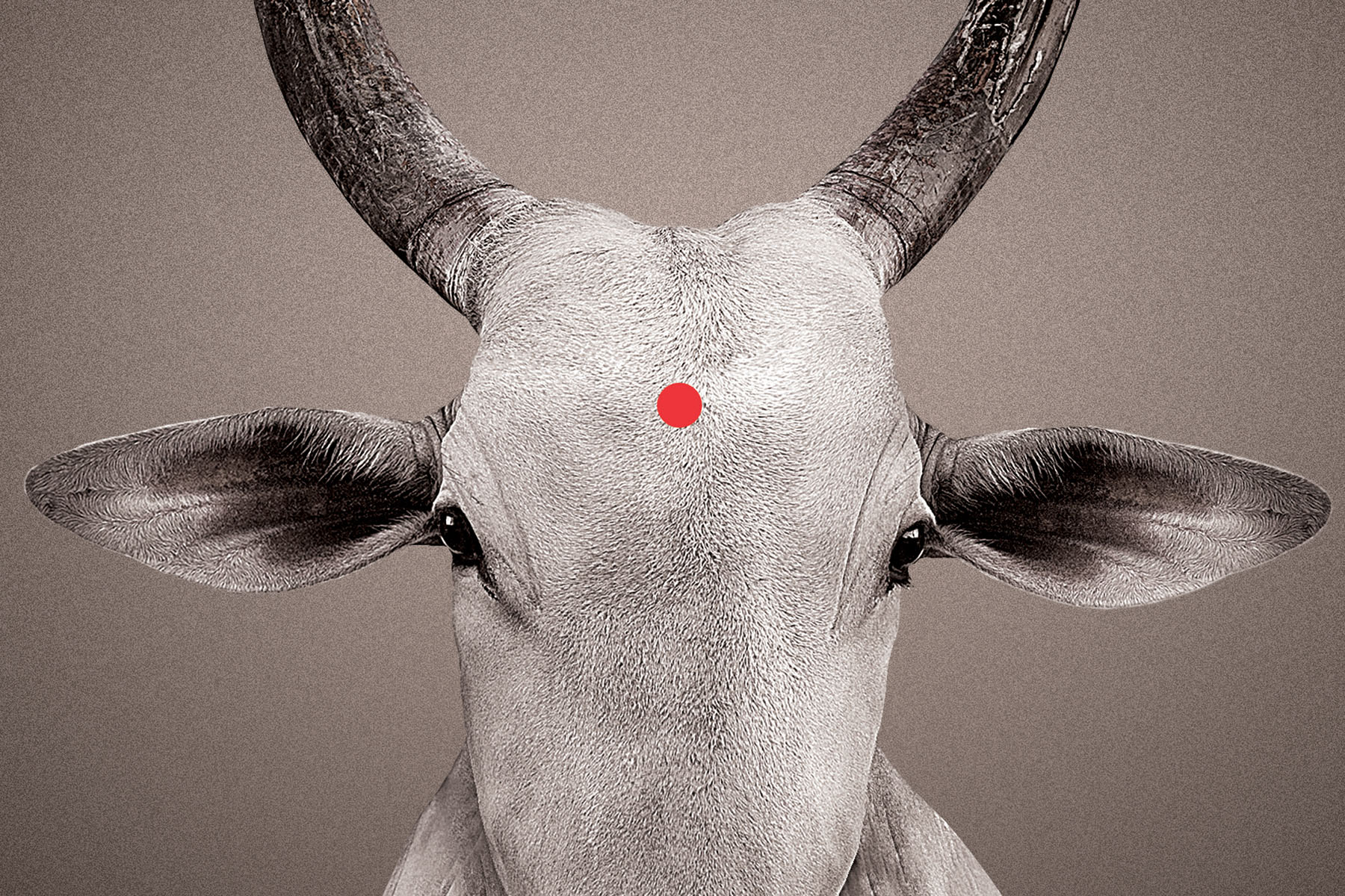 Bindi - Nandi Wall Art | No-Mad | The House Of Things